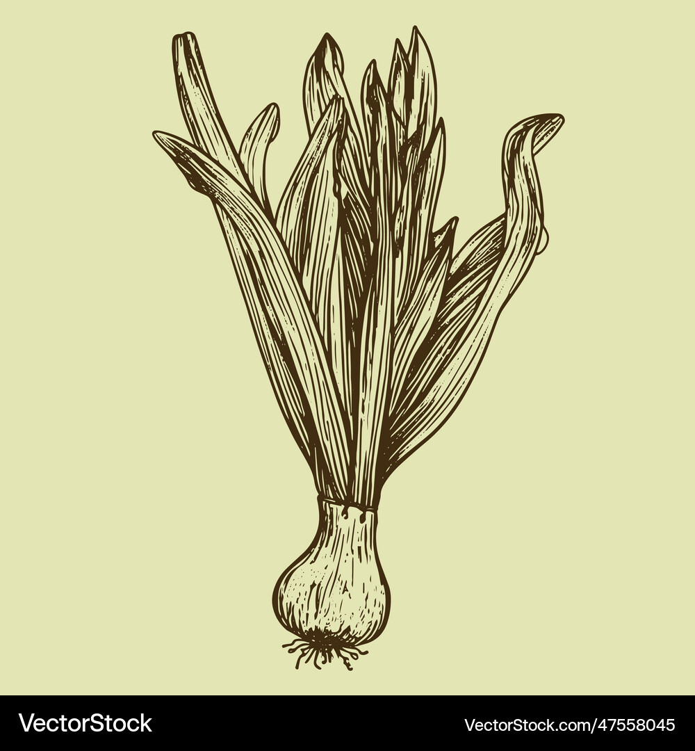 Leek drawing isolated hand drawn engraved style Vector Image