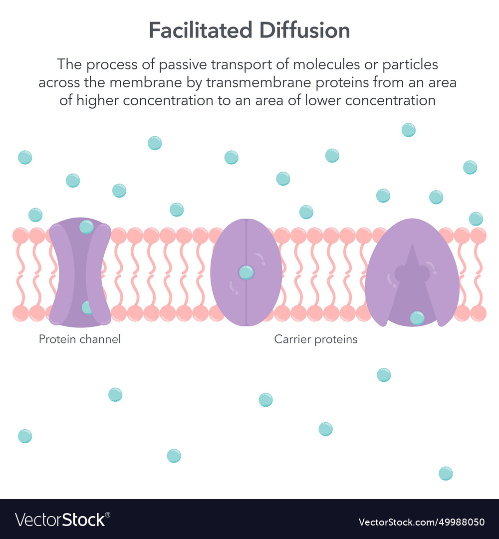 Facilitated diffusion Royalty Free Vector Image