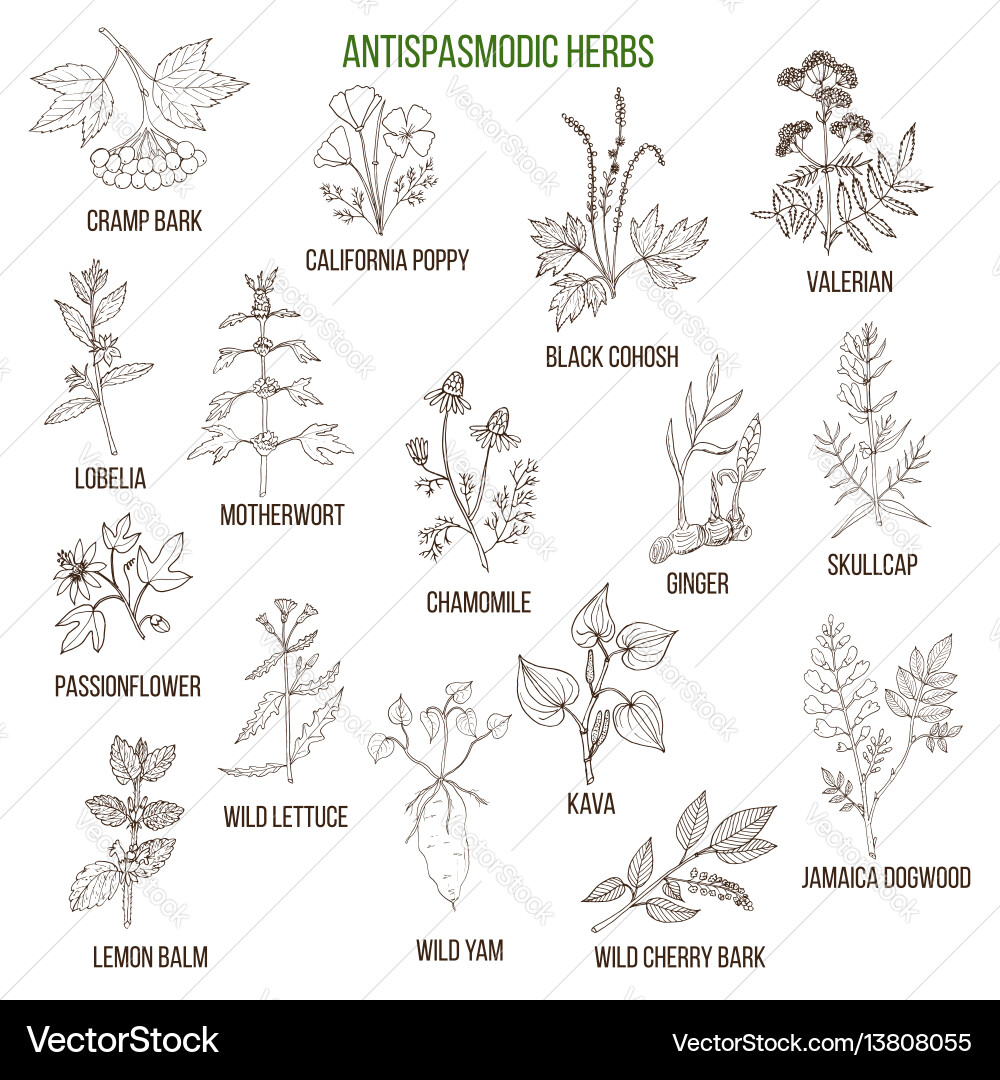 Antispasmodic herbs hand drawn set of medicinal Vector Image