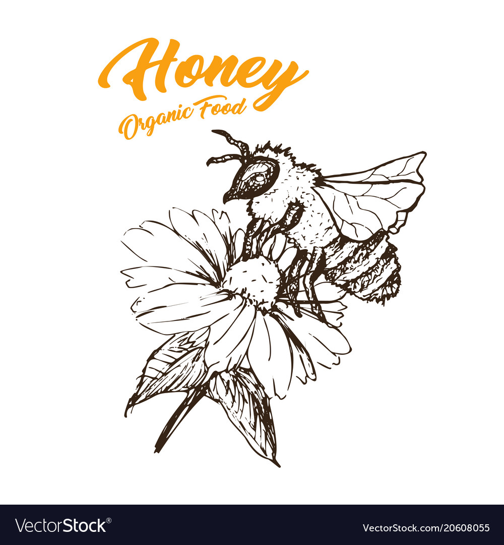 Honey sketch bee honey hand drawn superfood Vector Image Honey sketch bee honey hand drawn superfood Vector Image