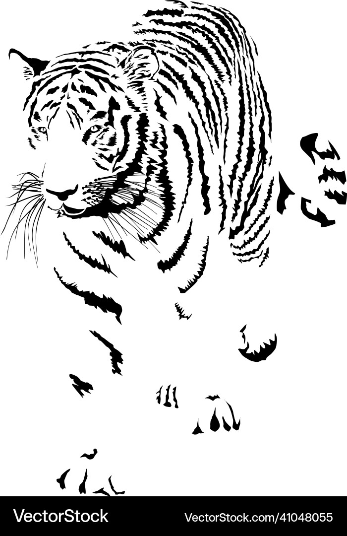 Tiger latin panthera tigris Royalty Free Vector Image