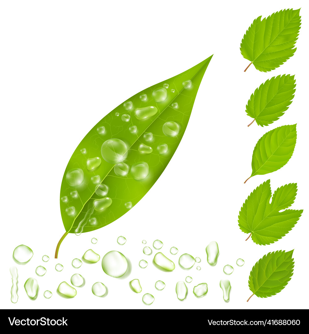 Fresh leaves with water drops set Royalty Free Vector Image