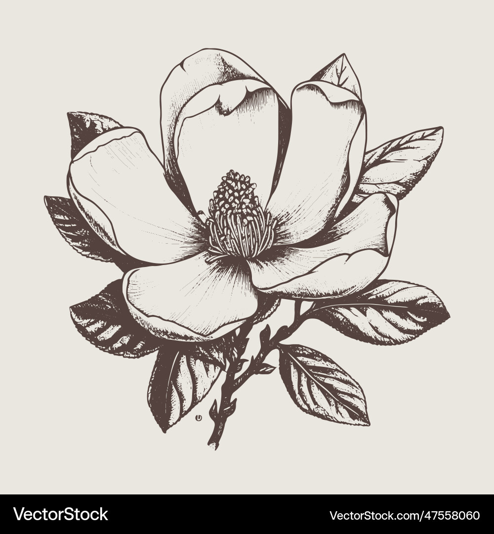 Magnolia drawing isolated hand drawn engraved Vector Image