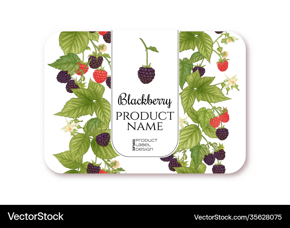 Blackberry ripe berries on branch template Vector Image