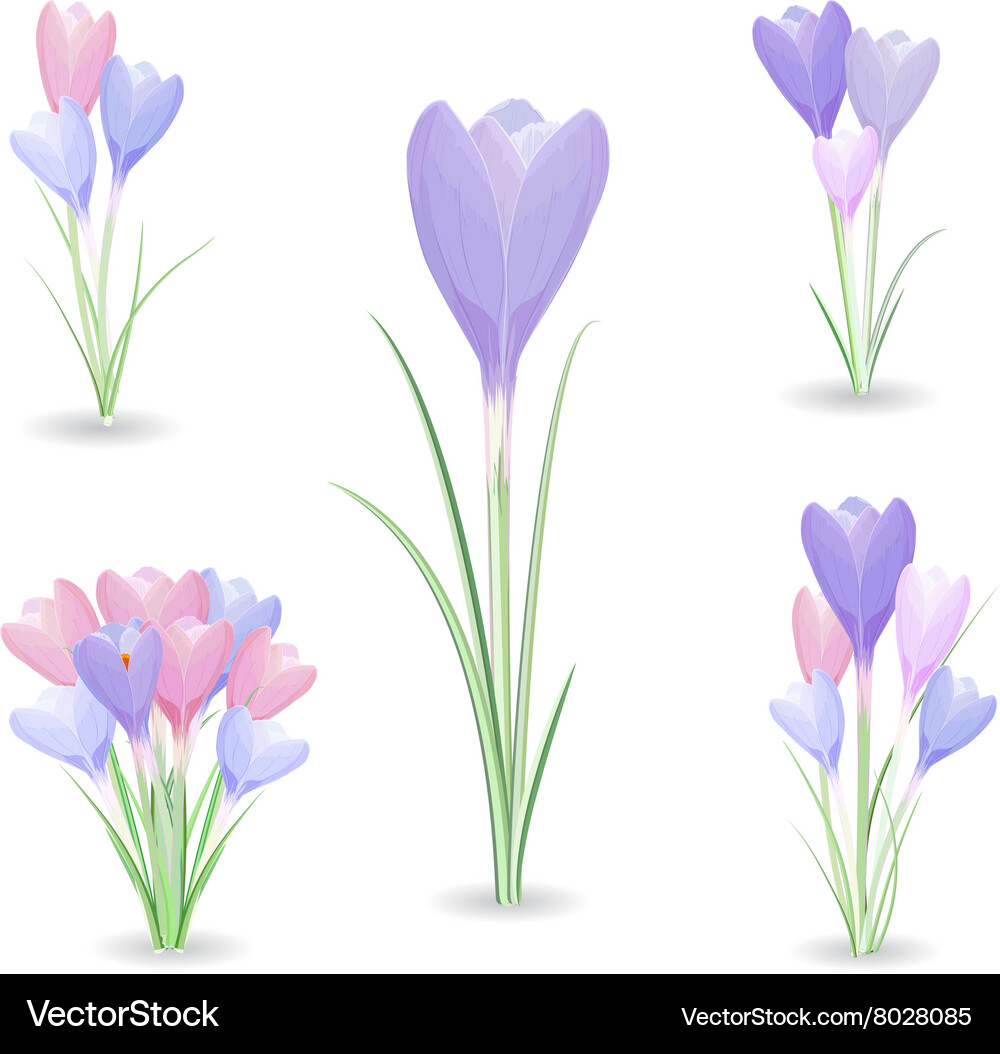 Collection of crocuses for your design Royalty Free Vector