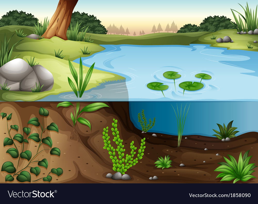 A pond ecosytem Royalty Free Vector Image - VectorStock A pond ecosytem Royalty Free Vector Image - VectorStock