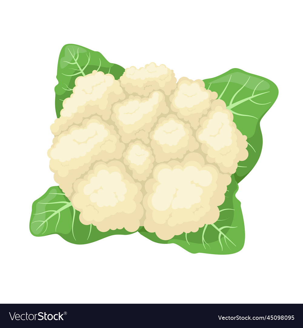 Cauliflower Royalty Free Vector Image - VectorStock