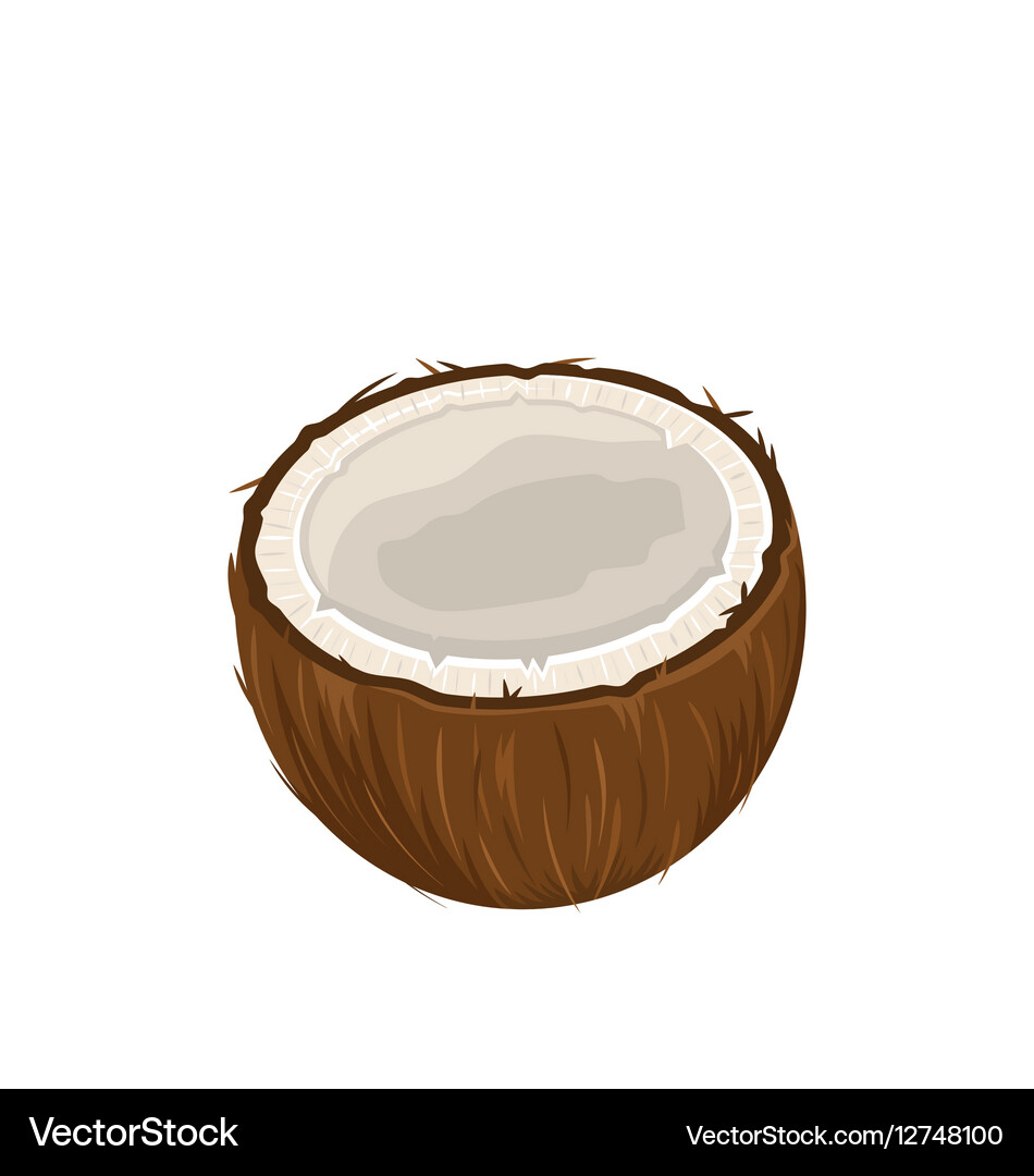 Coconut Fruits Isolated on White Background Vector Image