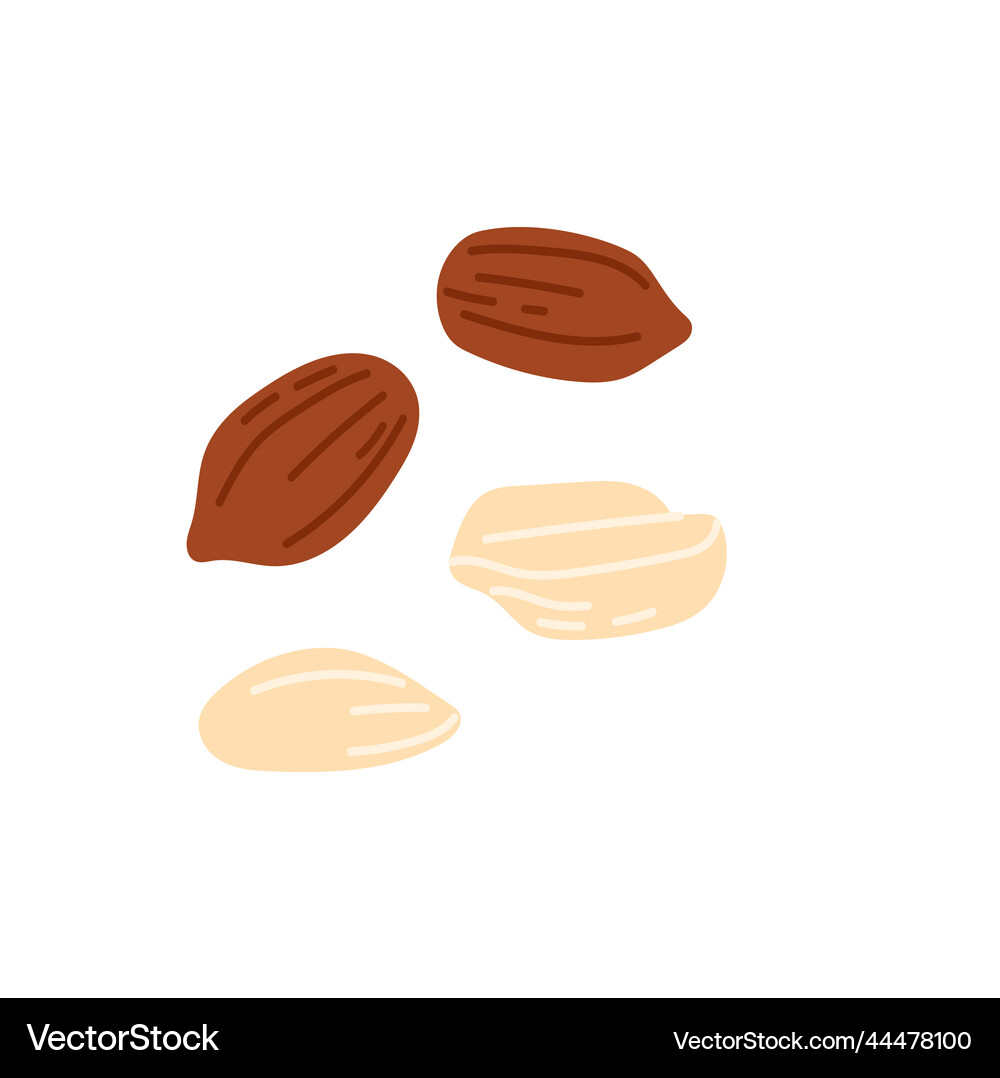 Goober nut groundnut or peanut food Royalty Free Vector