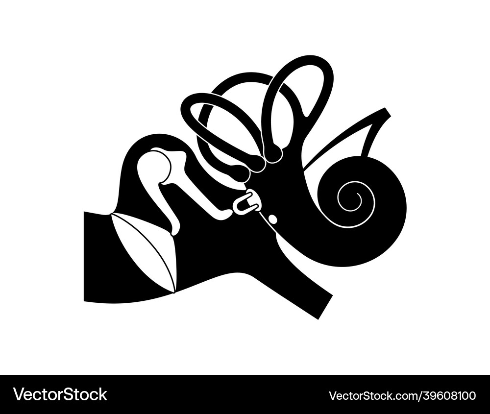 Inner ear anatomy Royalty Free Vector Image - VectorStock