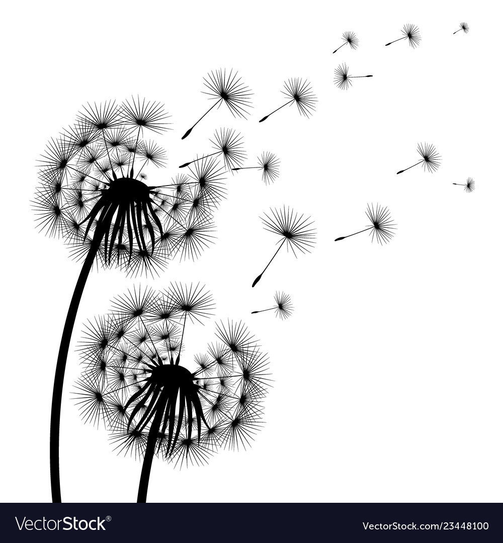 Silhouette a flowering dandelion Royalty Free Vector Image Silhouette a flowering dandelion Royalty Free Vector Image