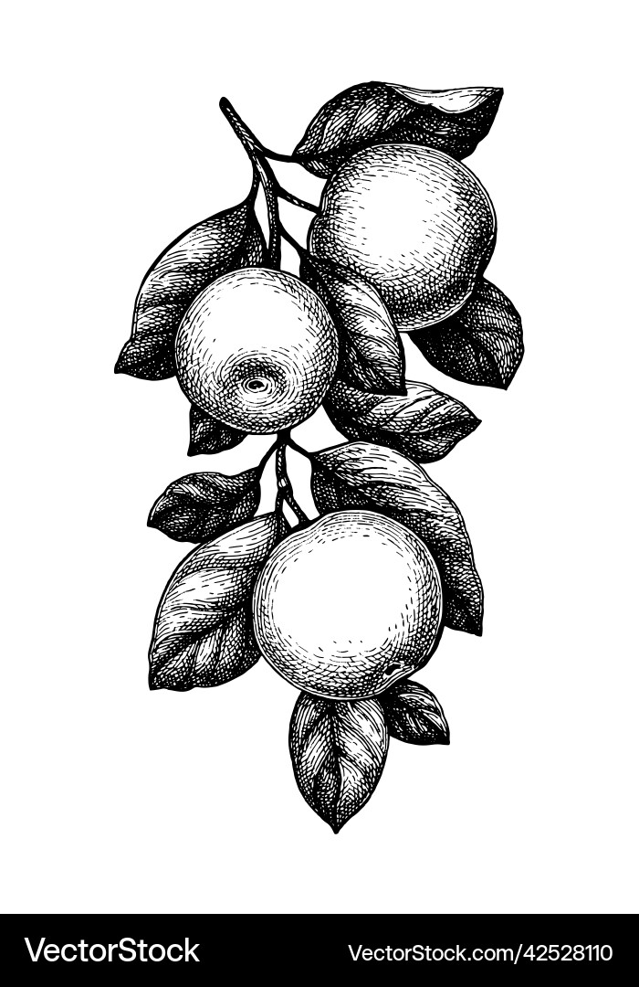 Ink sketch of apple Royalty Free Vector Image - VectorStock