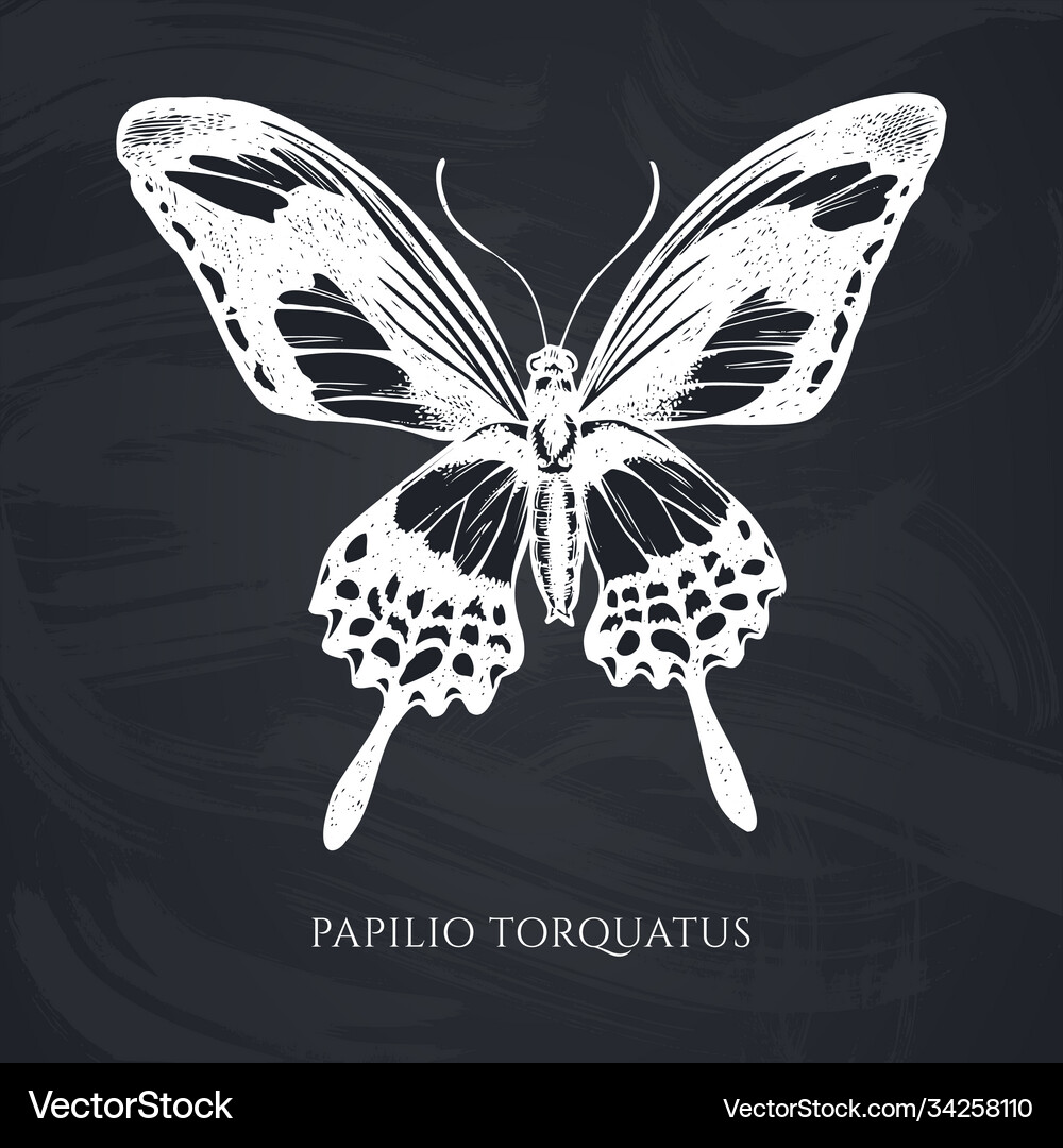 Set hand drawn chalk papilio torquatus Royalty Free Vector