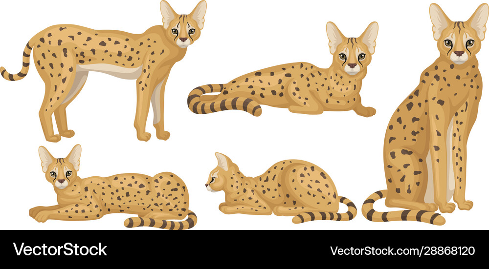 Spotted cheetah in standing and sitting pose Vector Image