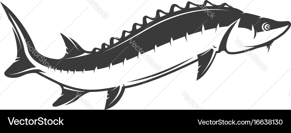 Fresh seafood sturgeon icon on white background Vector Image