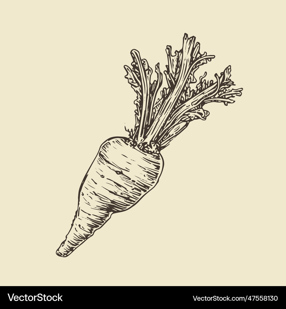 Parsnip drawing isolated hand drawn engraved style