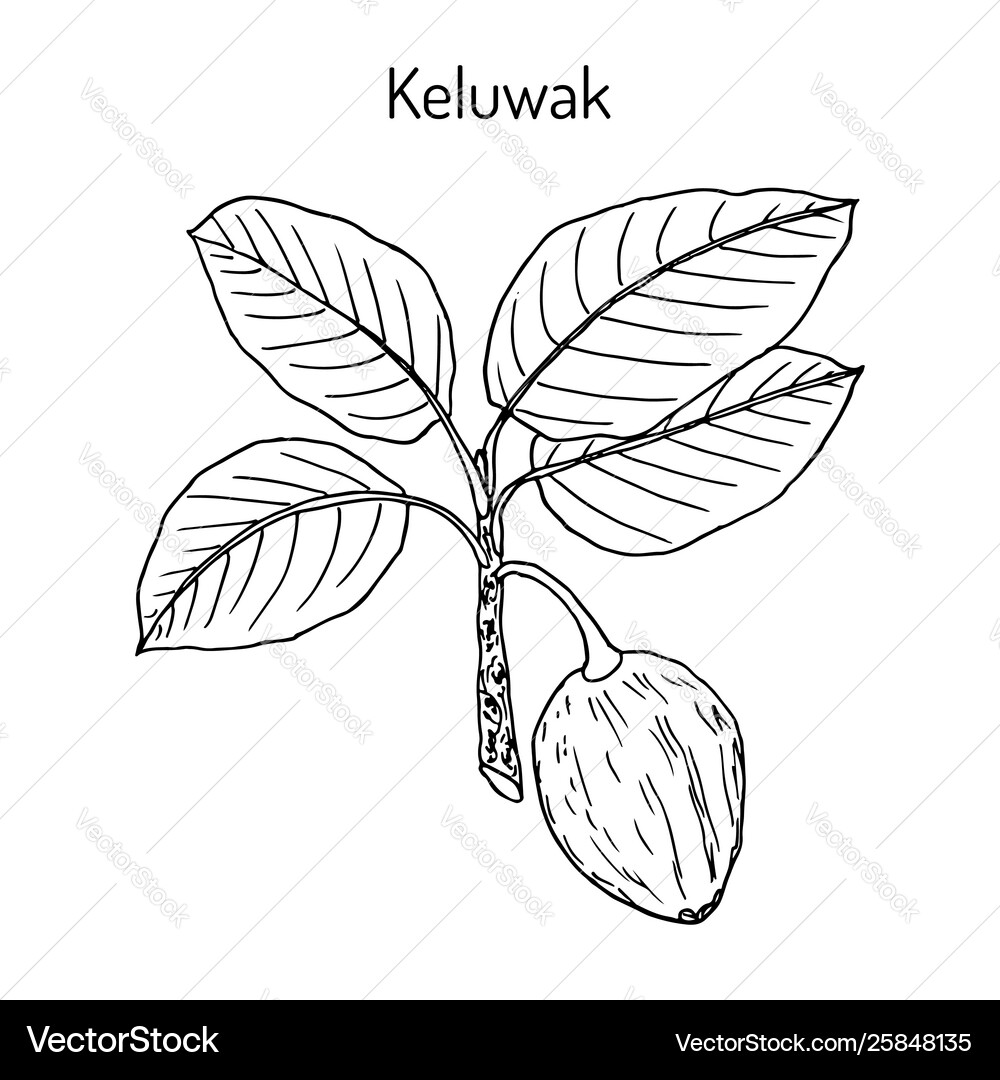 Keluwak pangium edule eatable plant Royalty Free Vector