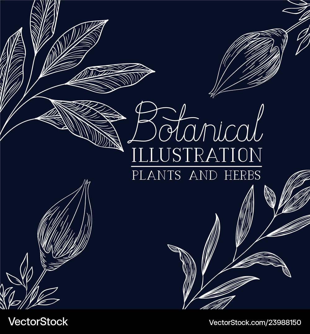 Botanical label with plants and herbs Royalty Free Vector