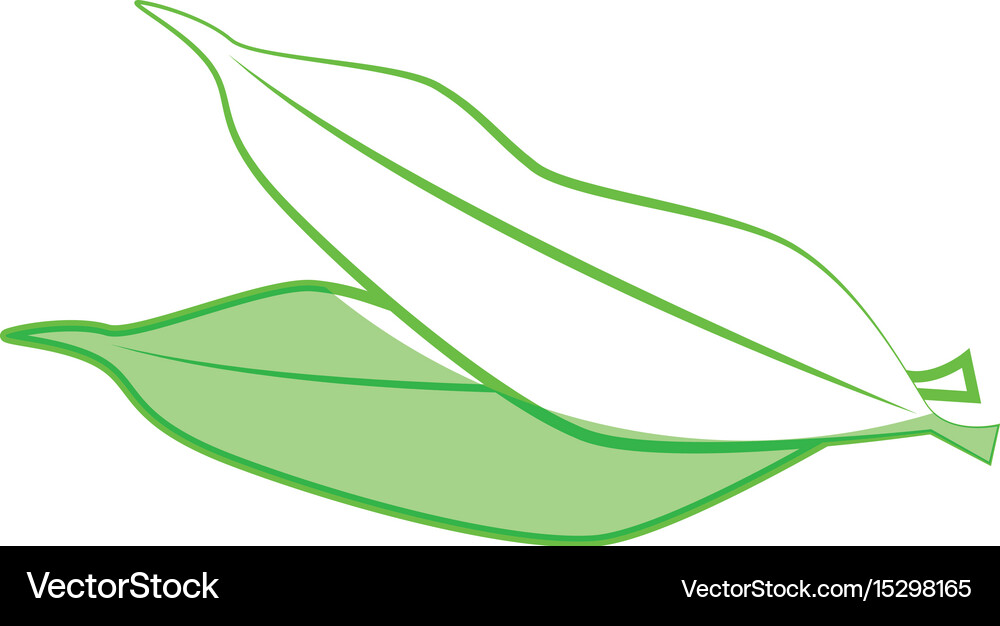 Fruit leaves isolated Royalty Free Vector Image