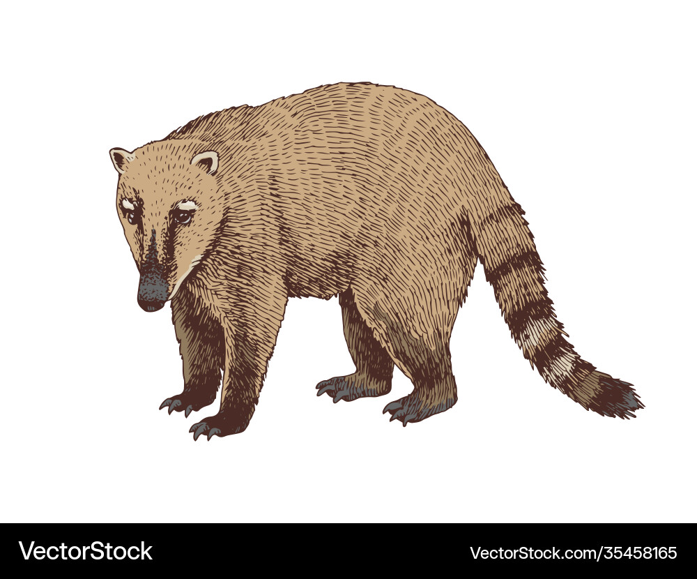 Hand drawn nasua isolated on white background Vector Image