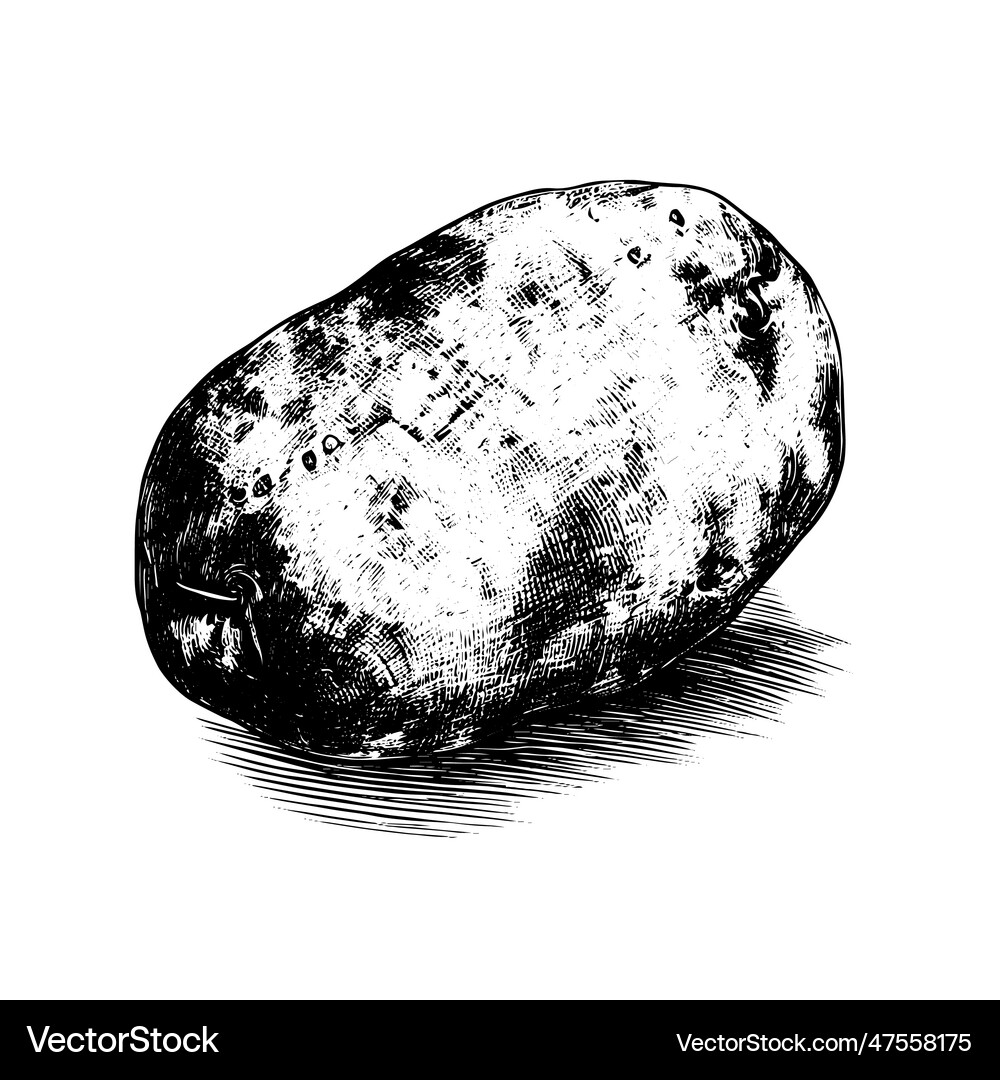 Potato drawing isolated hand drawn engraved style Vector Image