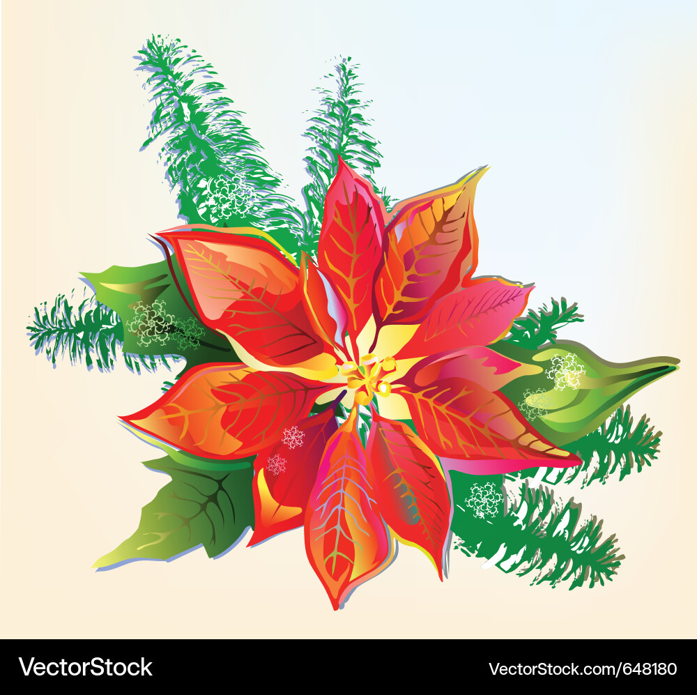 Christmas poinsettia Royalty Free Vector Image