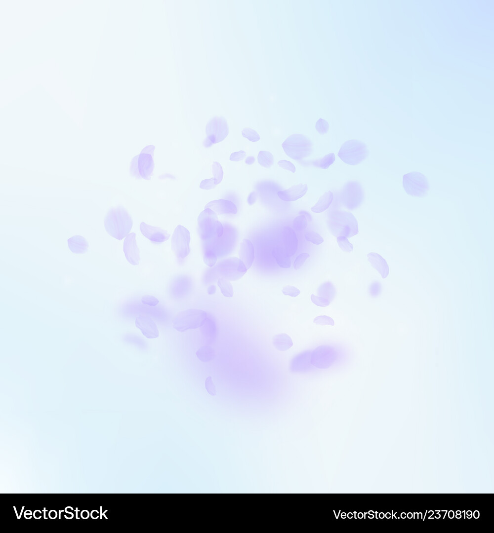 Violet flower petals falling down stylish romanti Vector Image