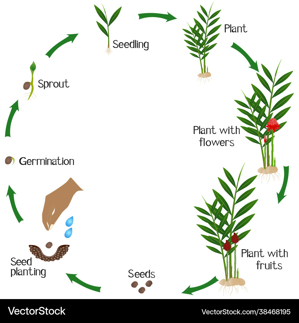 Vegetative Reproduction In Ginger
