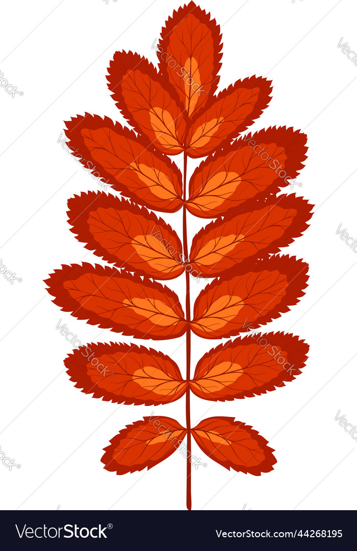 Autumn rowan leaf Royalty Free Vector Image - VectorStock