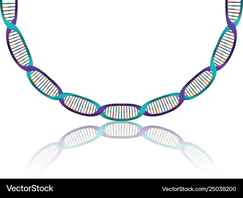 Dna chain with curve science colorful icon Vector Image