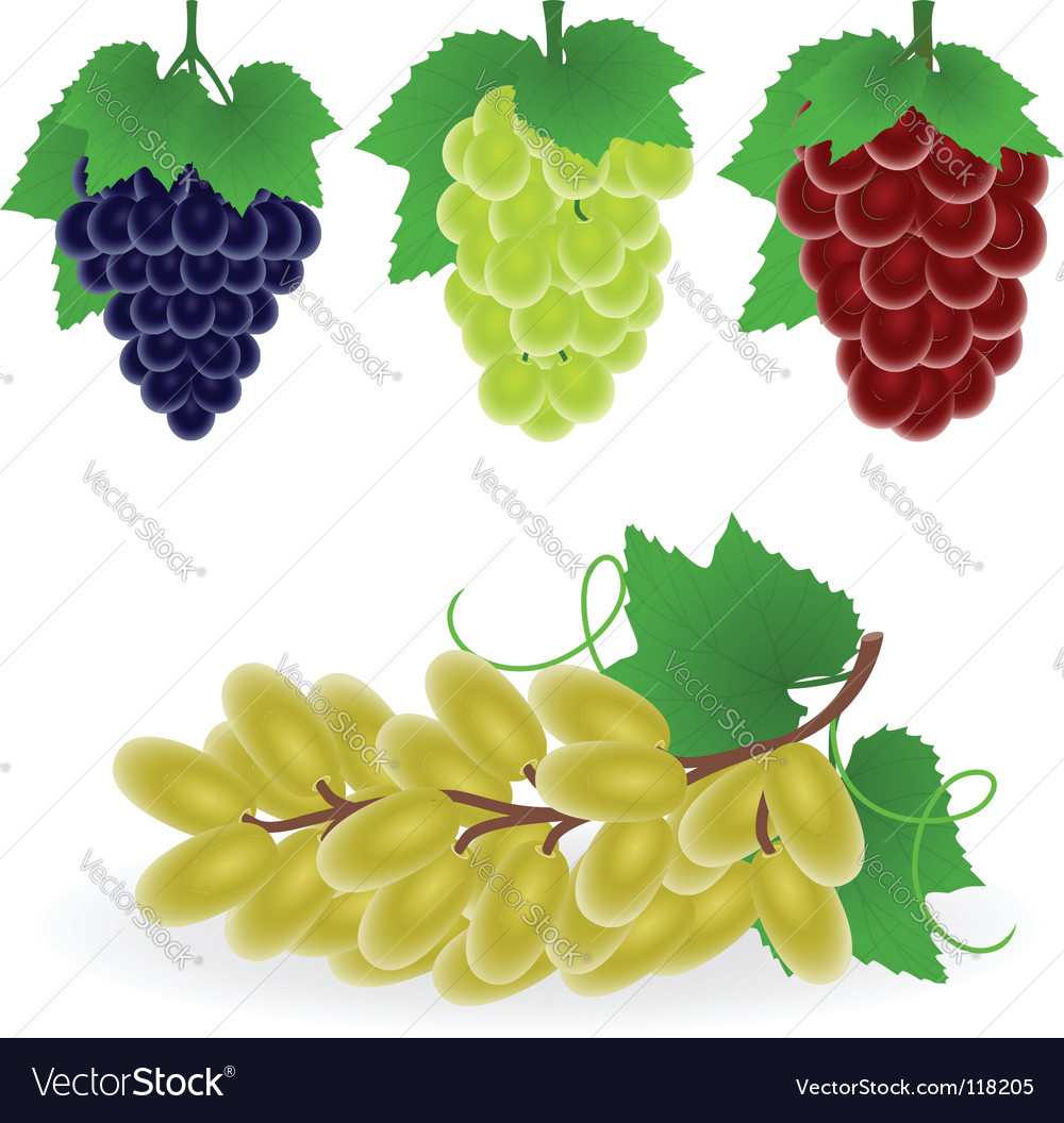 Grape Royalty Free Vector Image - VectorStock