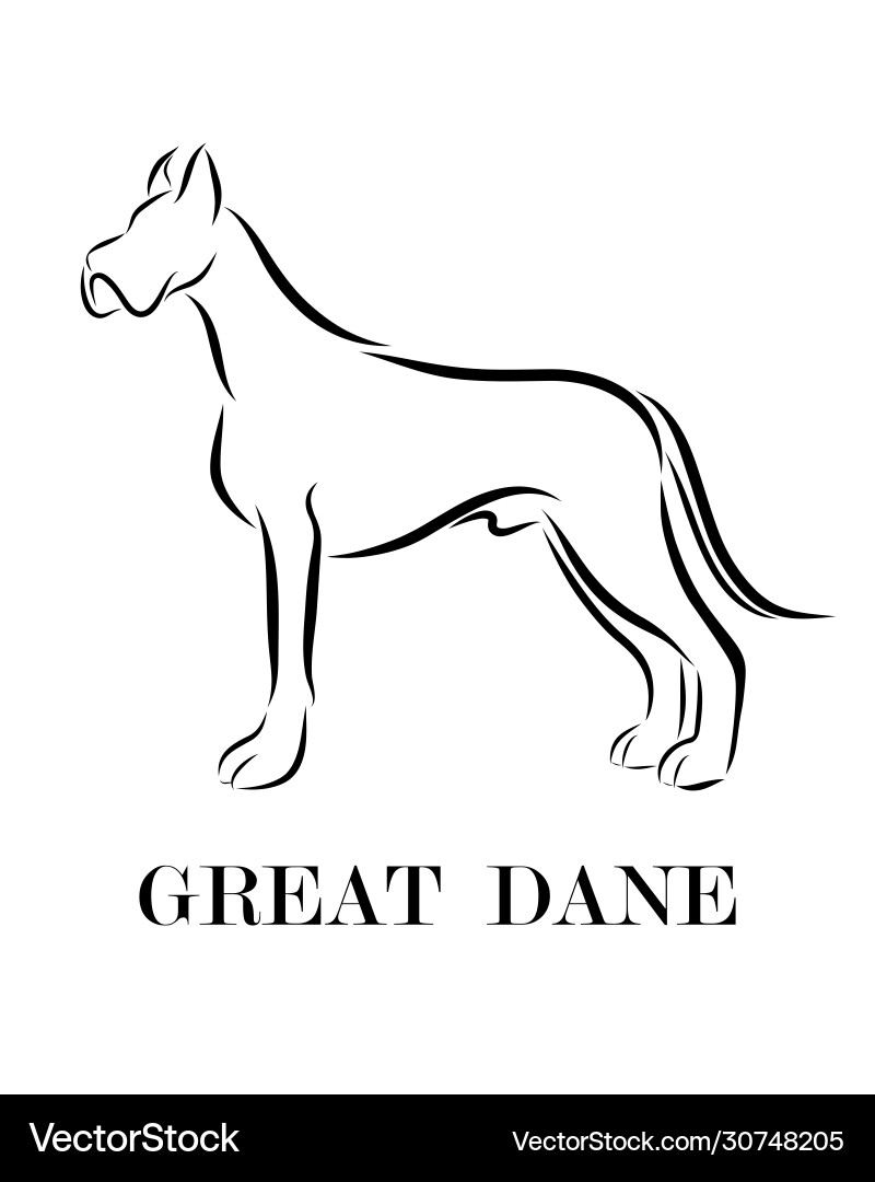 Great dane dog line art eps 10 Royalty Free Vector Image
