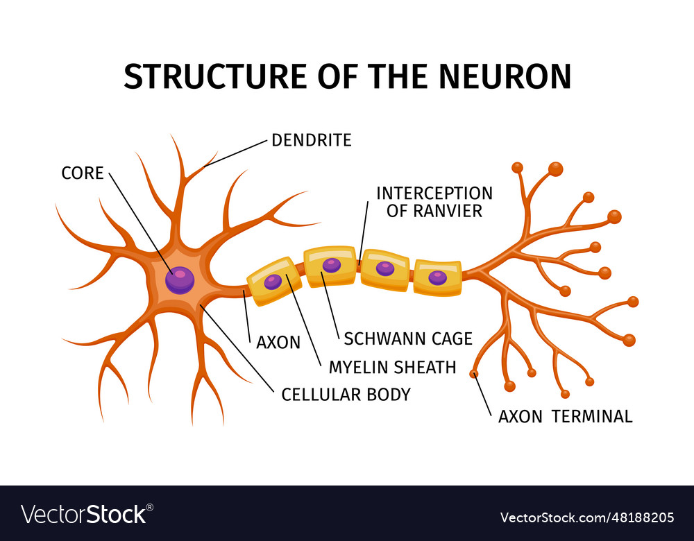Neuron structure anatomy composition Royalty Free Vector