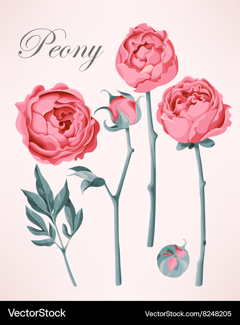 Set of vintage peonies Royalty Free Vector Image