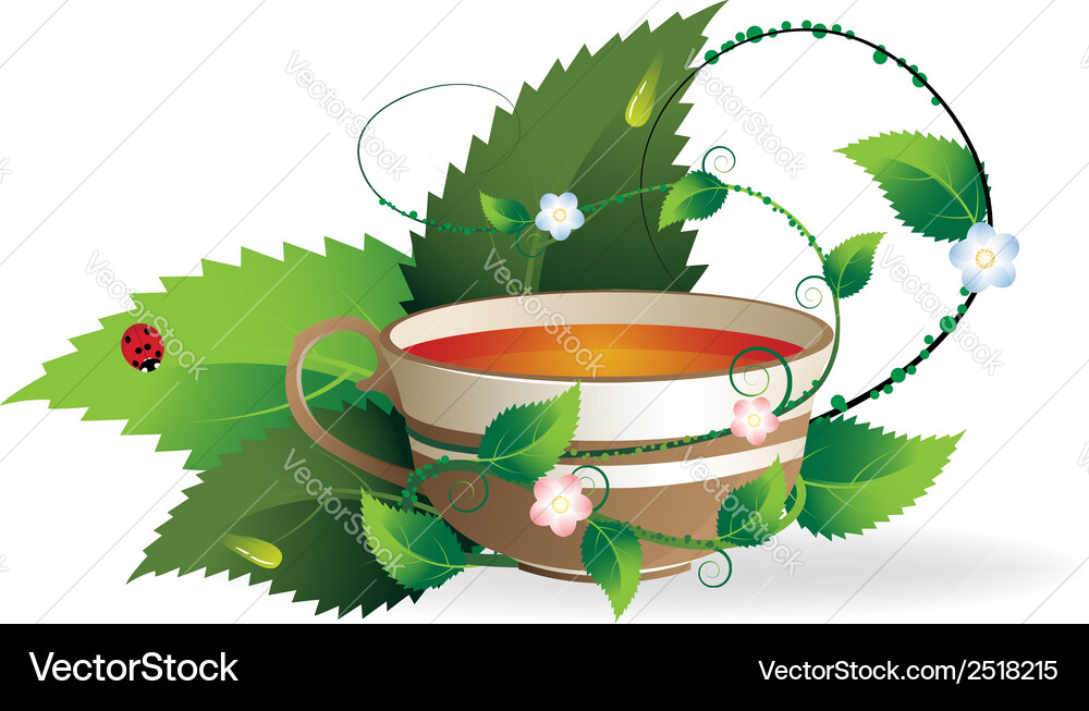 Cup of herbal tea Royalty Free Vector Image - VectorStock