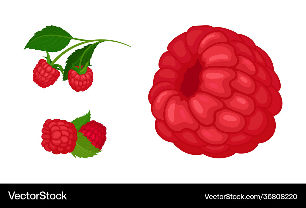 Ripe and juicy red raspberry as edible fruit Vector Image