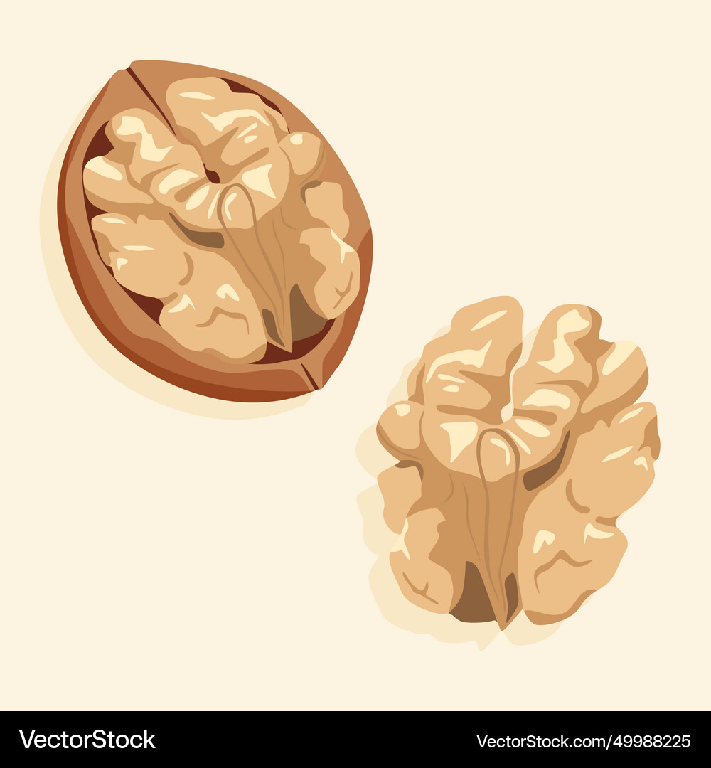Shelled walnut realistic image of a nut Royalty Free Vector