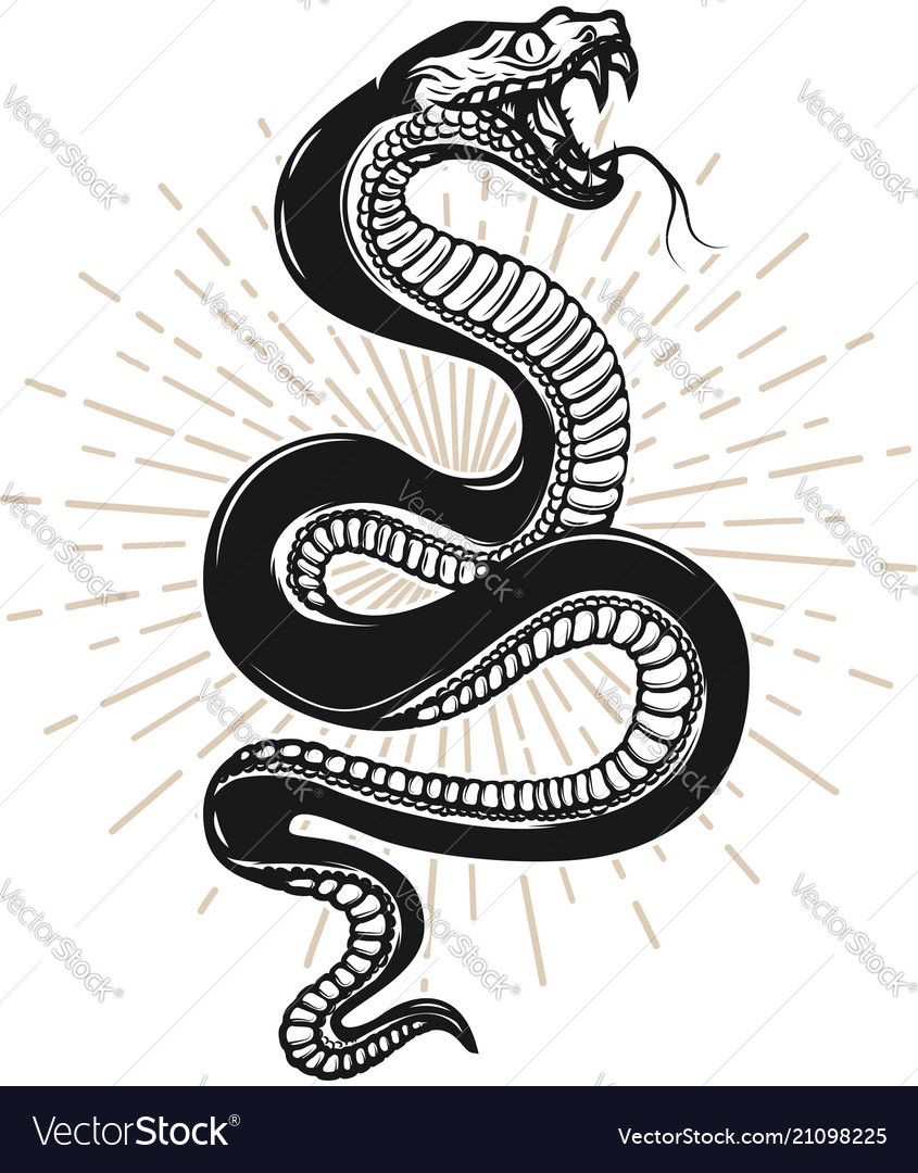 Snake on white background design element for Vector Image