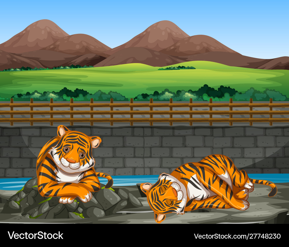 Scene with two tigers at zoo Royalty Free Vector Image