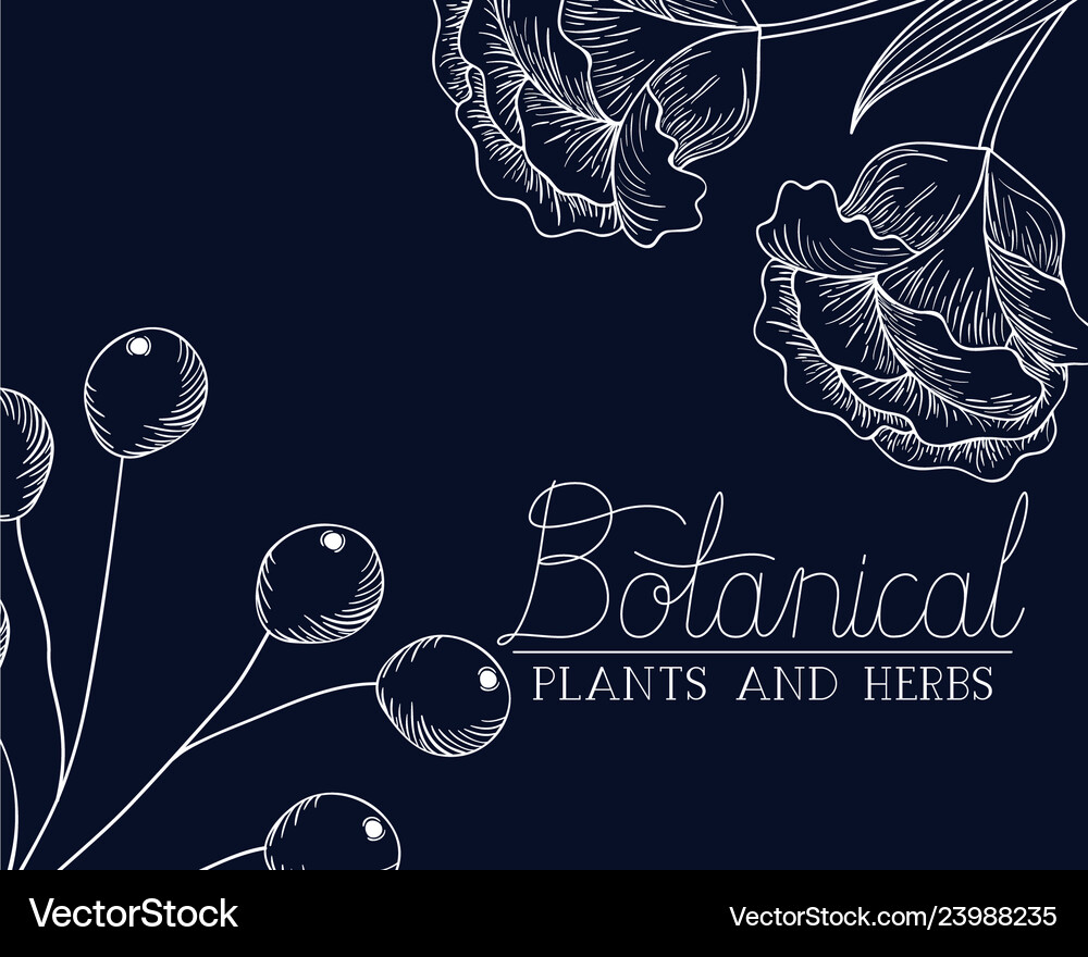 Botanical label with plants and herbs Royalty Free Vector