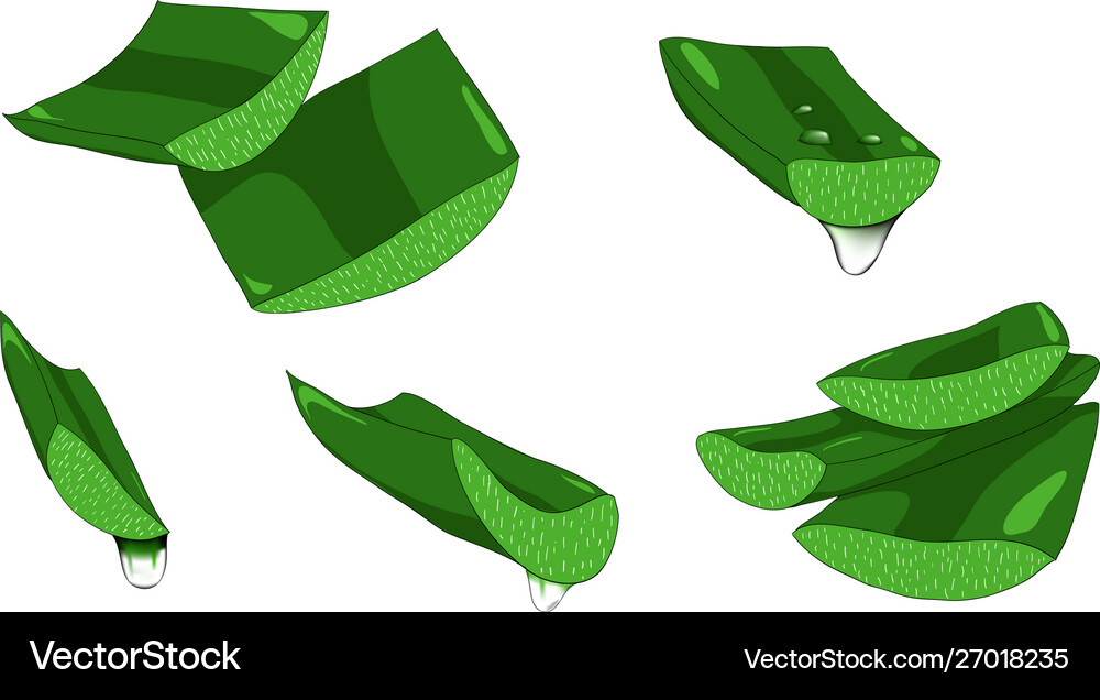 Set aloe vera with cut pieces fresh drops Vector Image