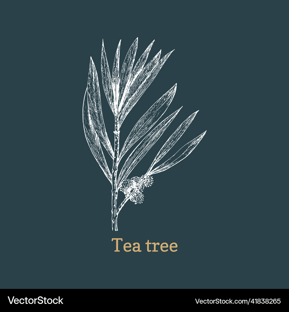 Tea tree sketch in melaleuca pharm plant Vector Image