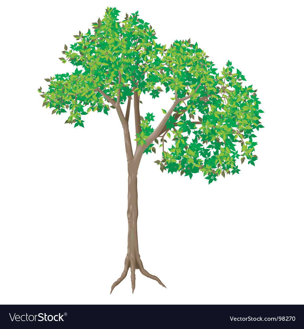 Deciduous tree Royalty Free Vector Image - VectorStock