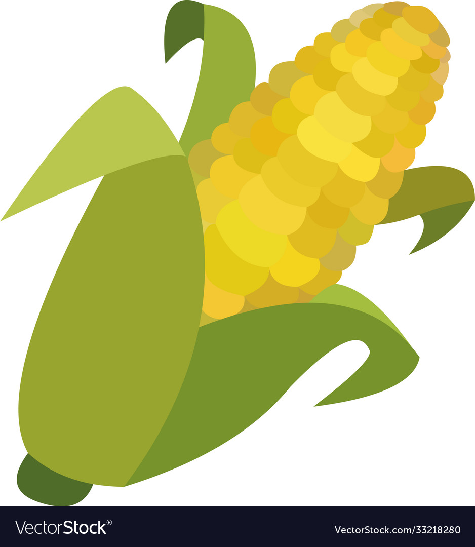 A corn cob Royalty Free Vector Image - VectorStock