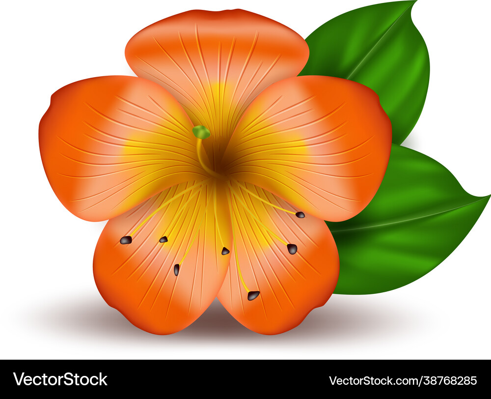Realistic tropical hawaiian flower orange Vector Image