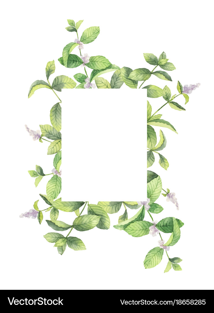 Watercolor frame of mint branches isolated Vector Image