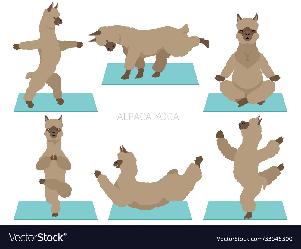 Camelids family collection alpaca yoga graphic Vector Image