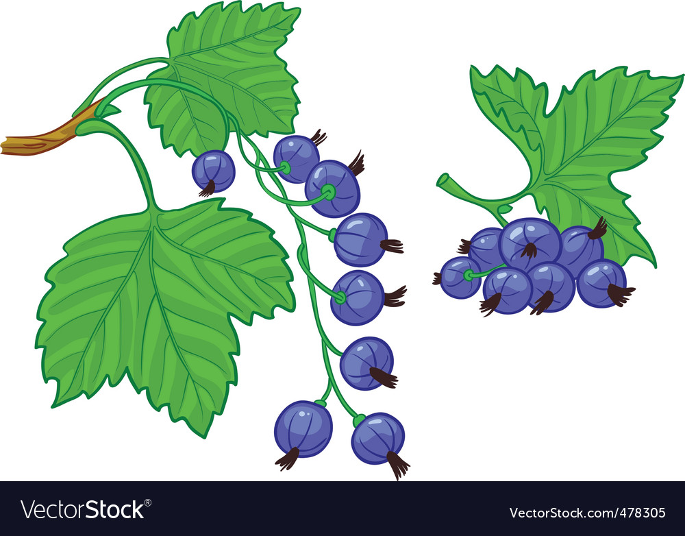Currant Royalty Free Vector Image - VectorStock