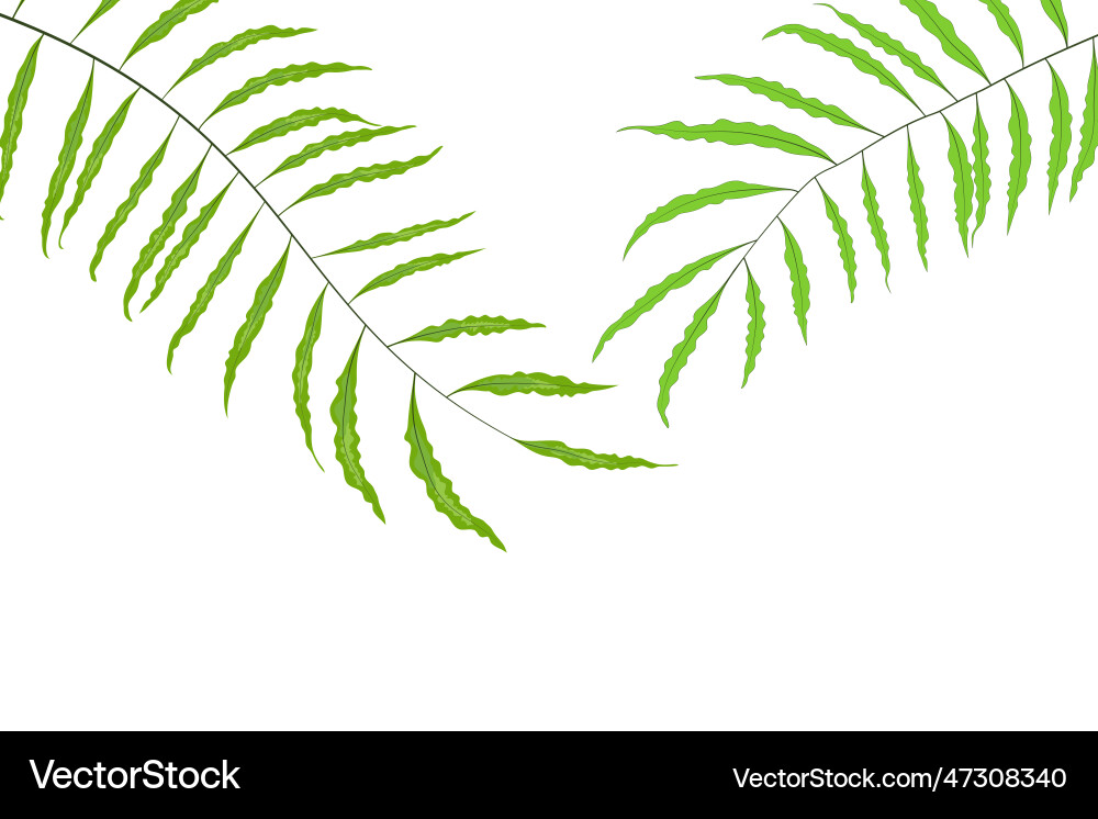 Fern leaf tropical forest green leaves background Vector Image