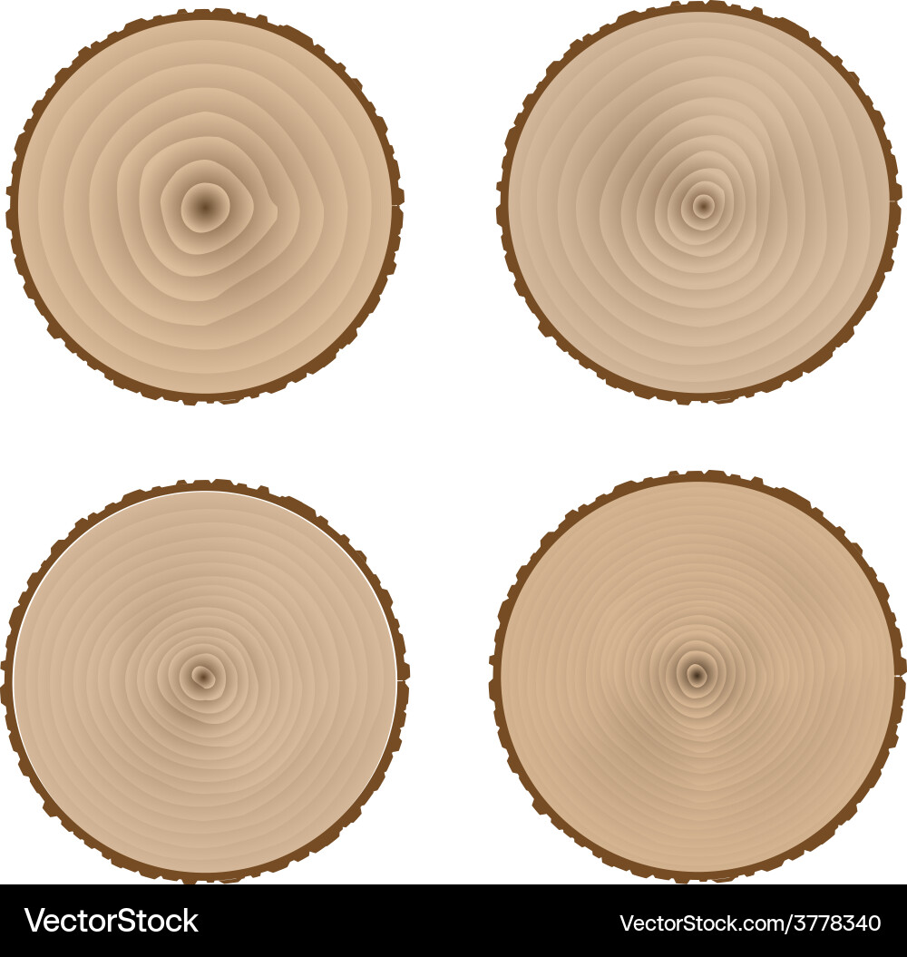Transverse structure of the tree trunkstock Vector Image